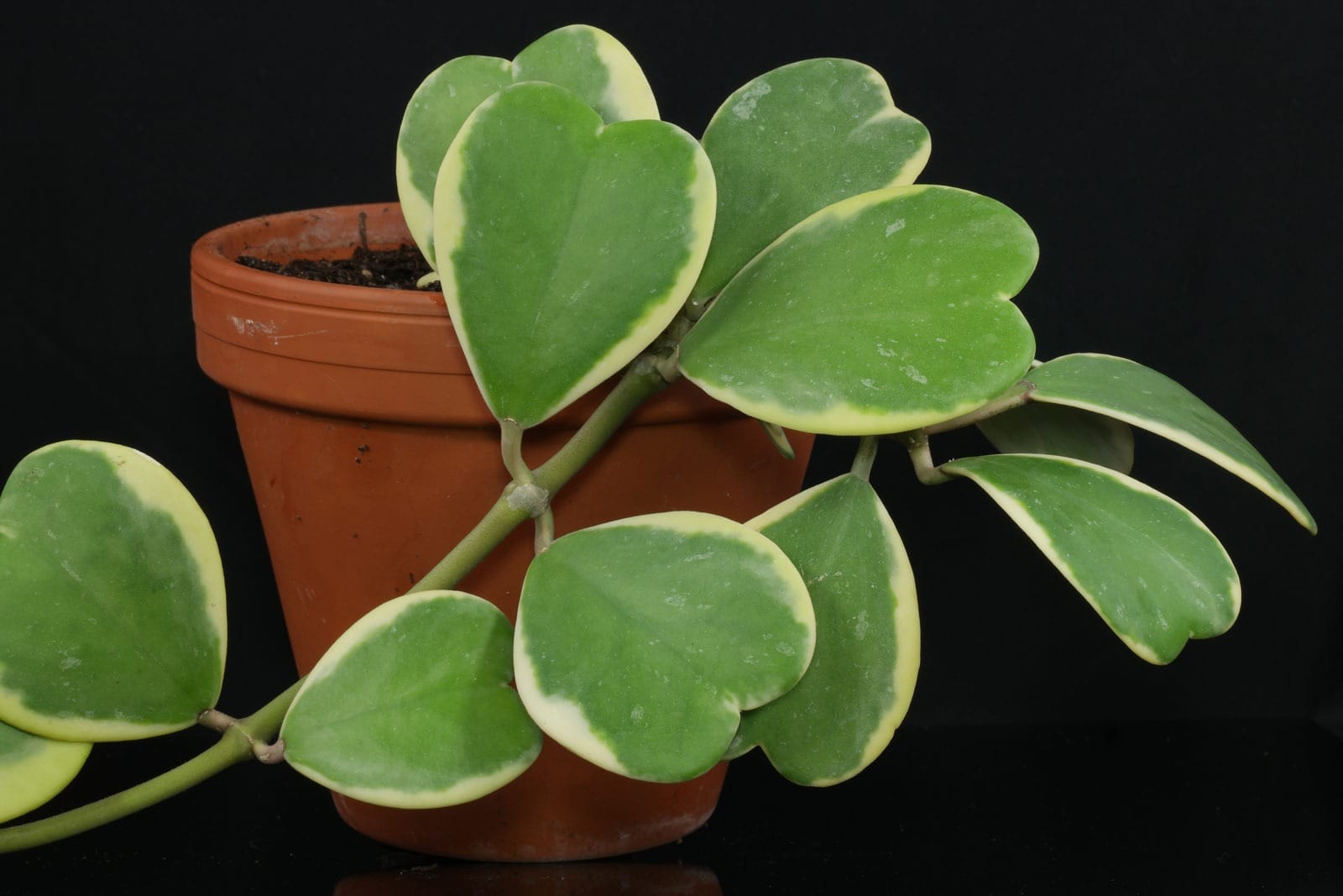 Hoya Kerrii Pothos E Ceropegia Woodii 3 Piante A Forma Di Cuore hoya-kerrii-pothos-e-ceropegia-woodii-3-piante-a-forma-di-cuore